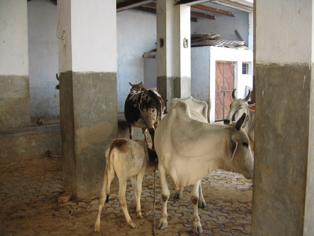 Goshala(cowshed) of The Radha Krishna Temple
