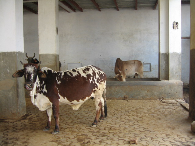 Goshala(cowshed) of The Radha Krishna Temple
